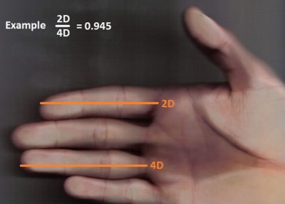 Digit Ratio: A Man's Fingers Can Signal He'll Be 30% Nicer - PsyBlog